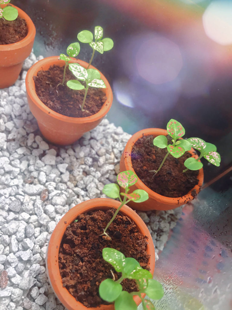 How To Grow Polka Dot Plant From Seed Dot To Dot Name Tracing Website