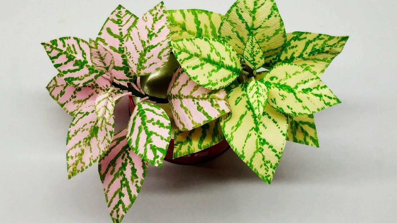 How To Make Polka Dot Plant Bushy Dot To Dot Name Tracing Website How To Make Polka Dot Plant Bushy Dot To Dot Name Tracing Website